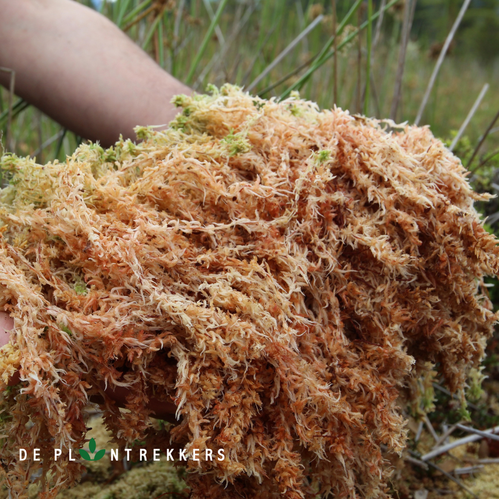 Yucca | Verzorging en tips | De Plantrekkers – De Plantrekkers