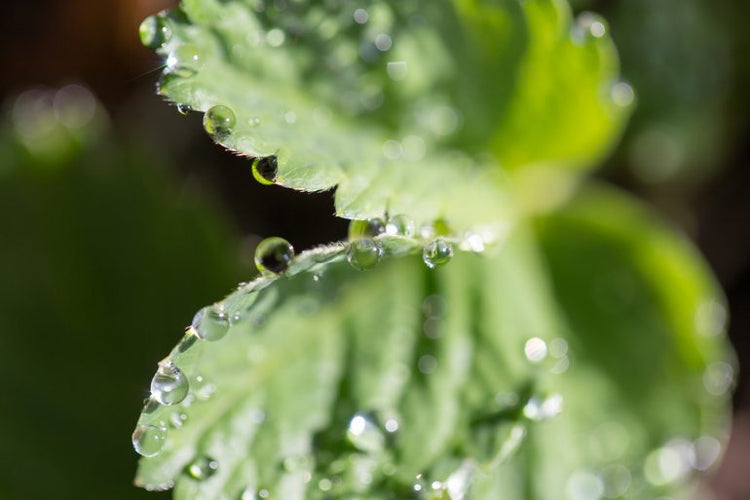 Wat doe je als je plant druppelt? | De Plantrekkers | Plantenwinkel