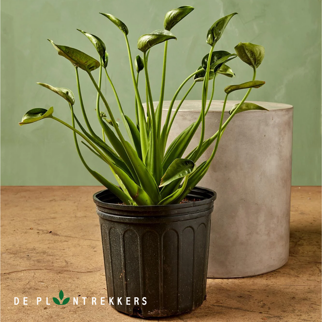 Wat doe je als je plant druppelt? | De Plantrekkers | Plantenwinkel