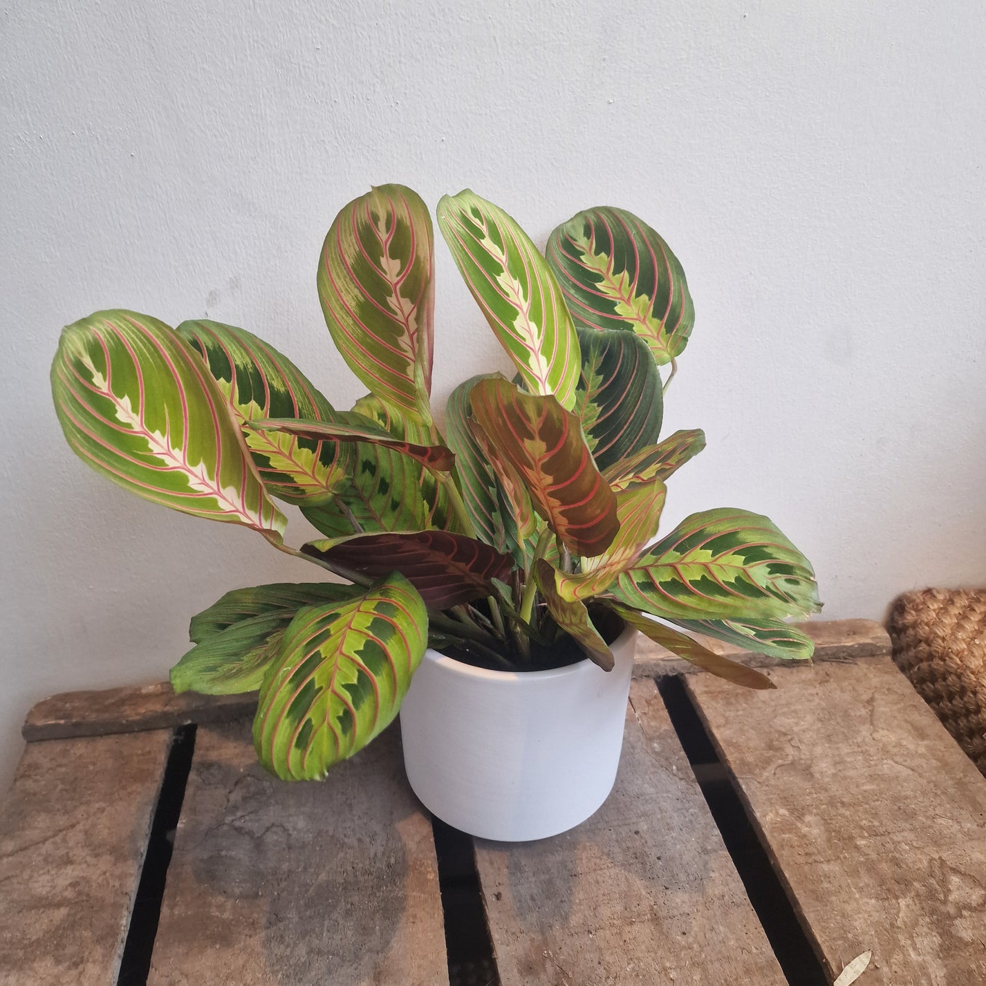 Buy Maranta Fascinator | Prayer Plant | De Plantrekkers – De Plantrekkers