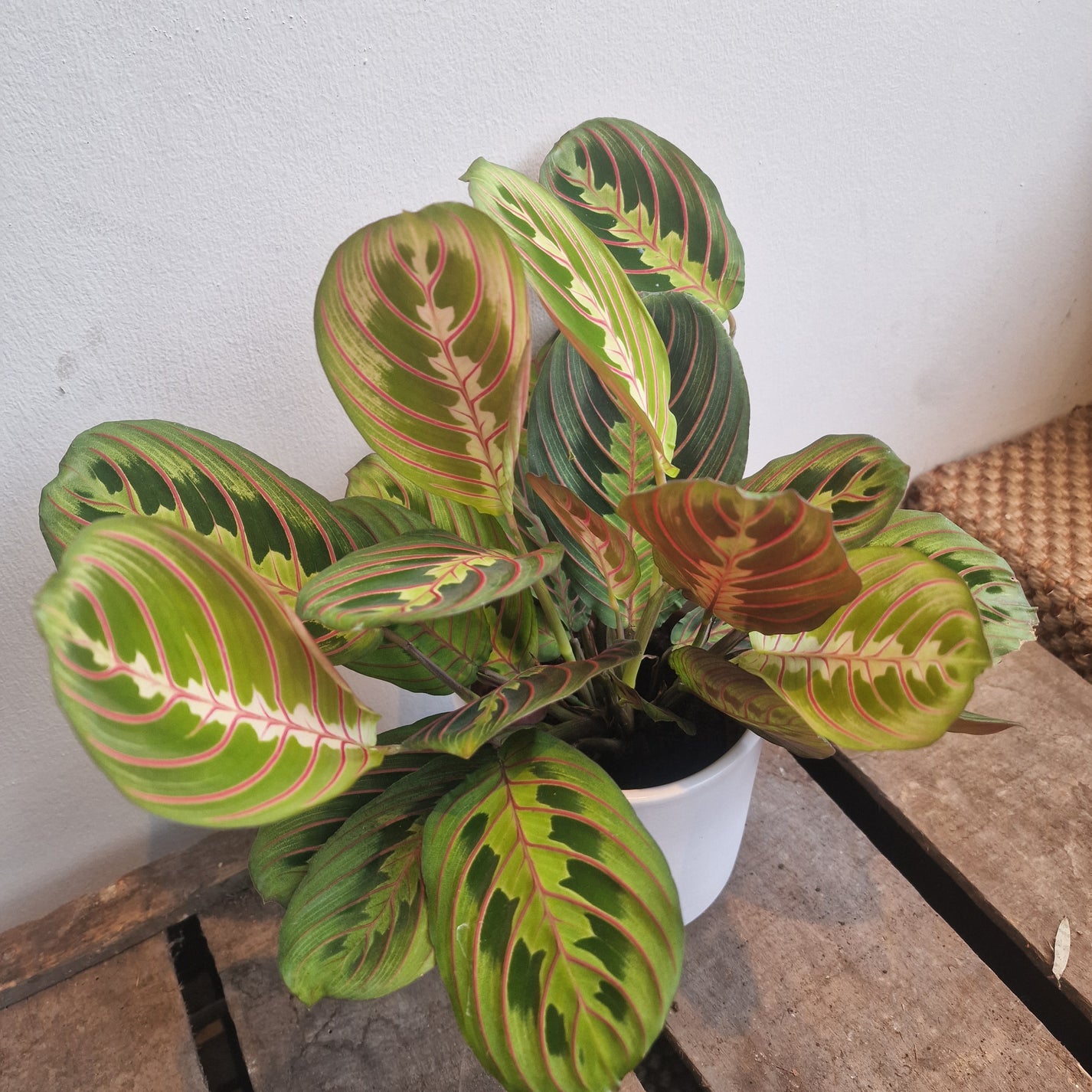 Buy Maranta Fascinator | Prayer Plant | De Plantrekkers – De Plantrekkers
