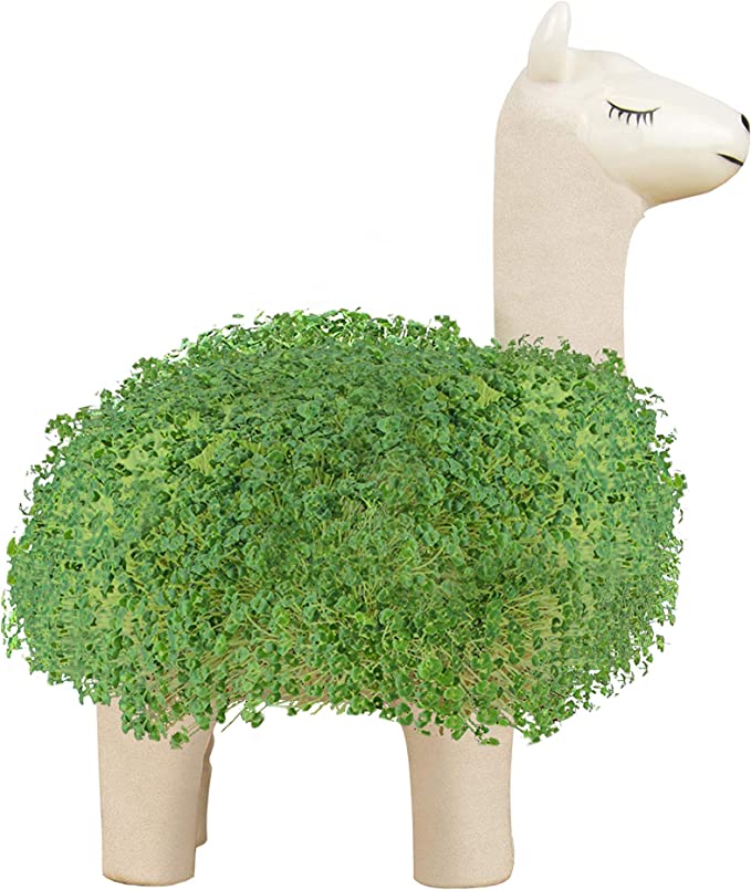 Lama Planter chia seeds | Buy plant set | De Plantrekkers – De Plantrekkers