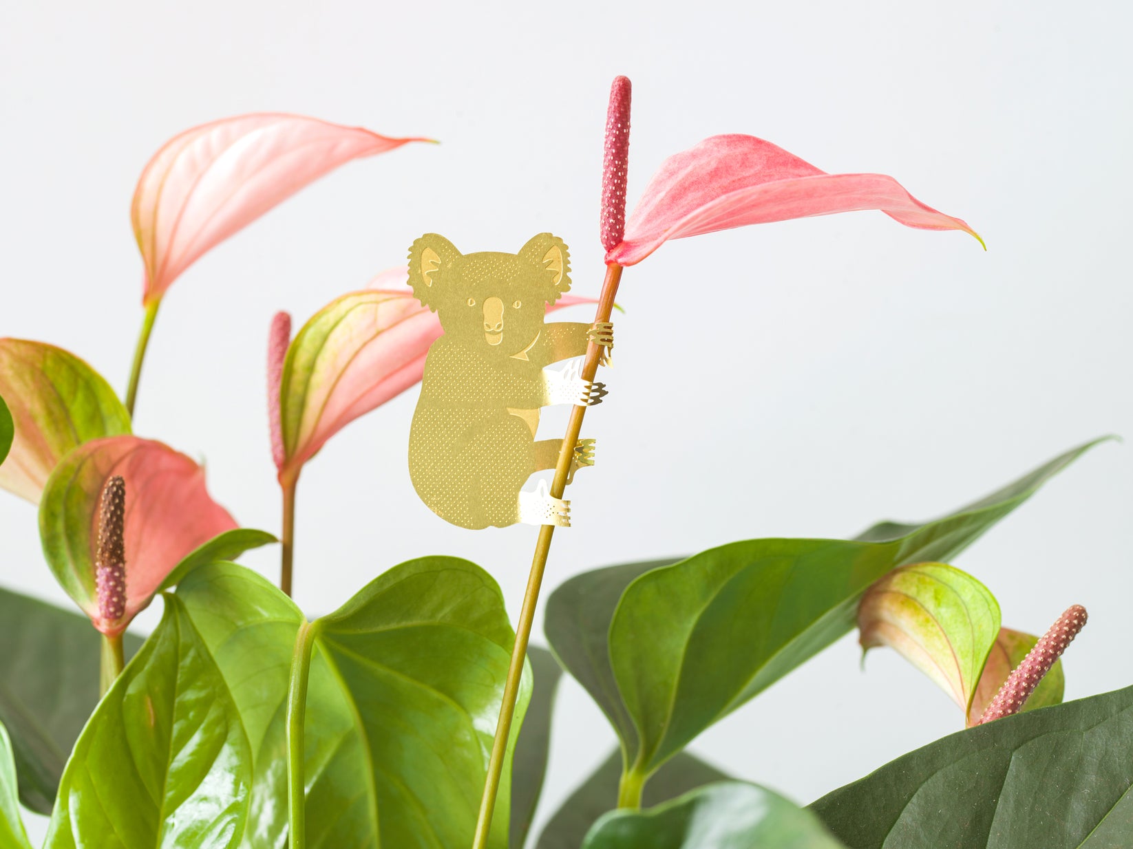 Koala Plant Hanger | Buy Hanging Plant | The Planttrekkers – De ...