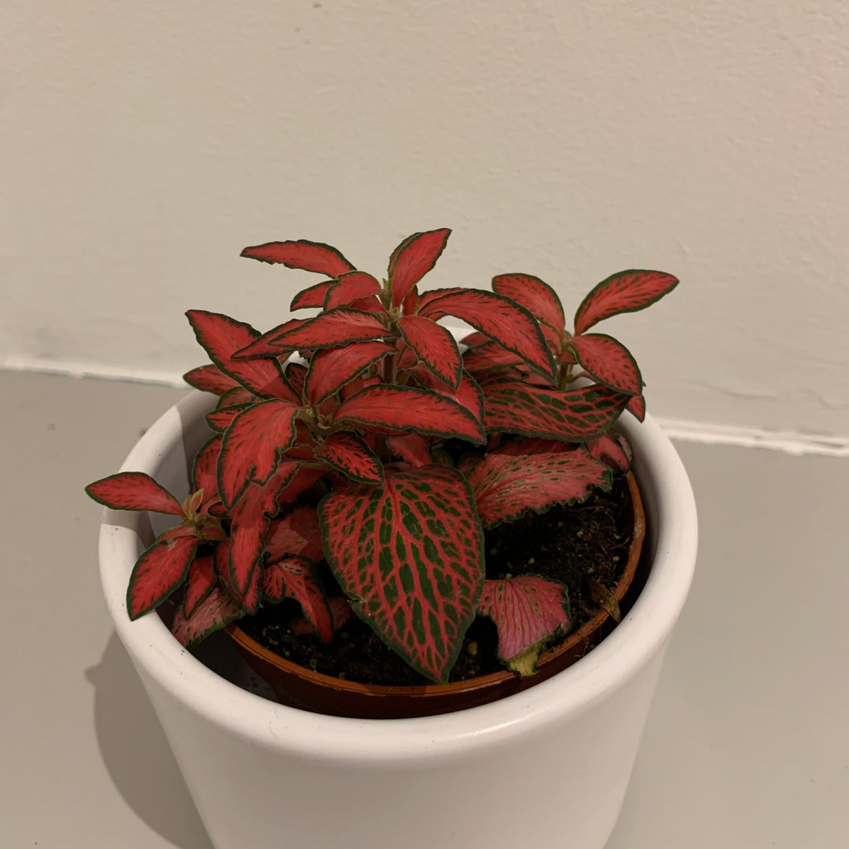 Buy a mosaic plant | Eye-catching plant | De Plantrekkers – De Plantrekkers