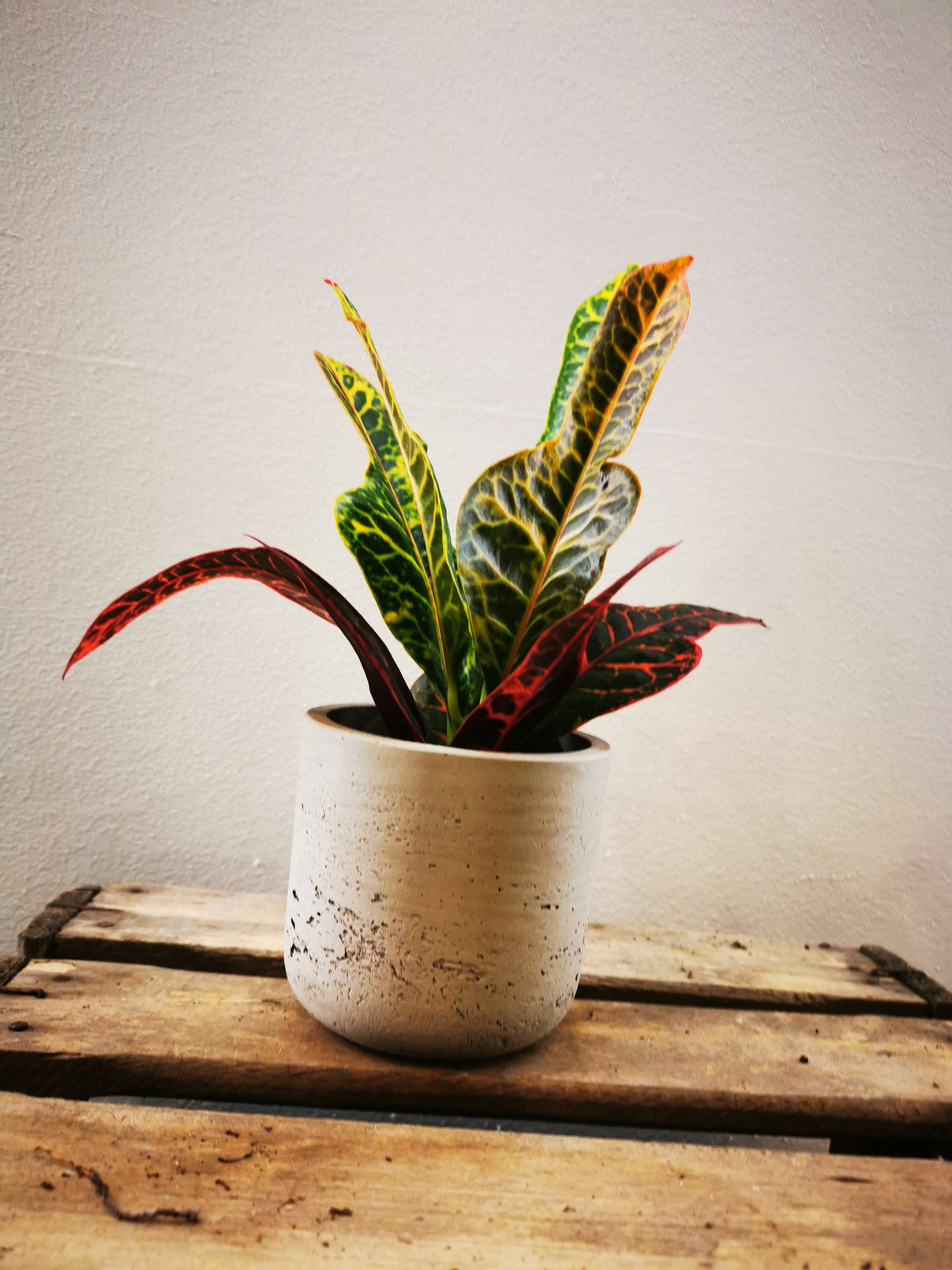 Codiaeum var. GR 'Excellent buy' | De Plantrekkers | Leuven