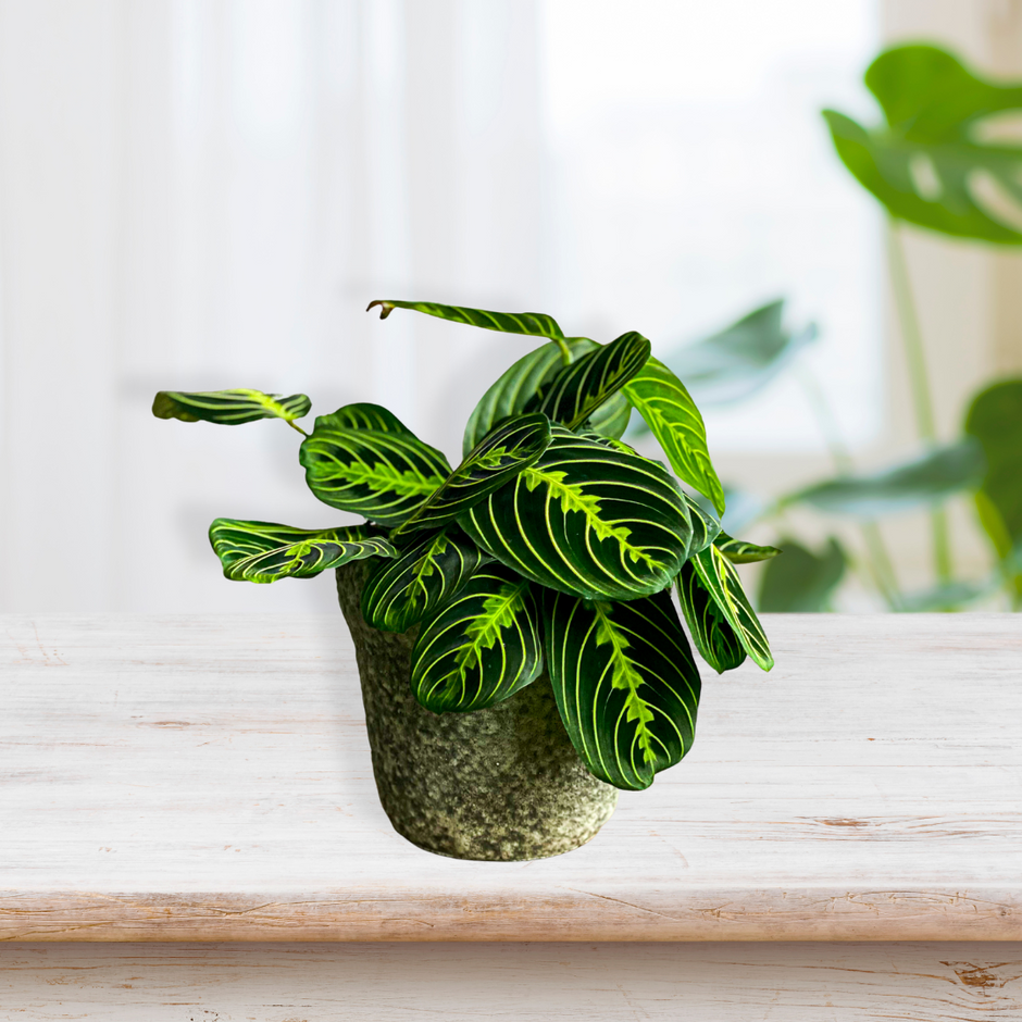 Caring for Marantas | The Guide for 2025 | The Planttrekkers – De ...