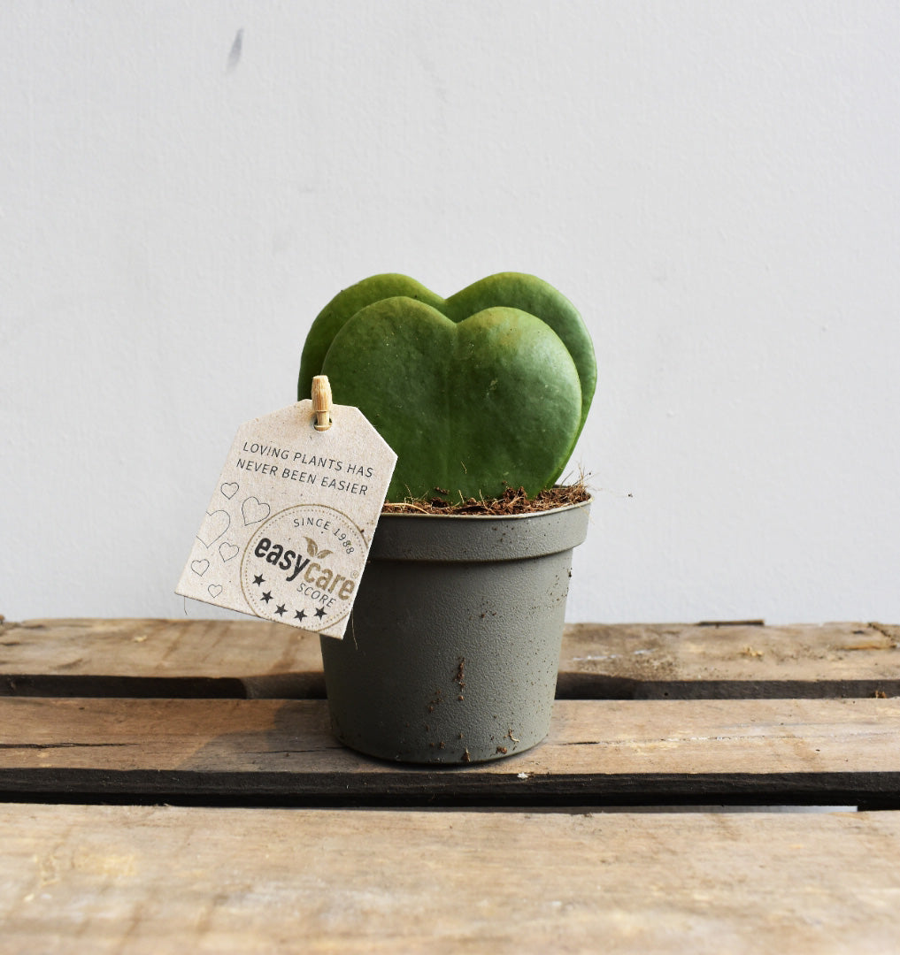 Hoya Kerri Dubbel | Buy hanging plant | De Plantrekkers – De Plantrekkers