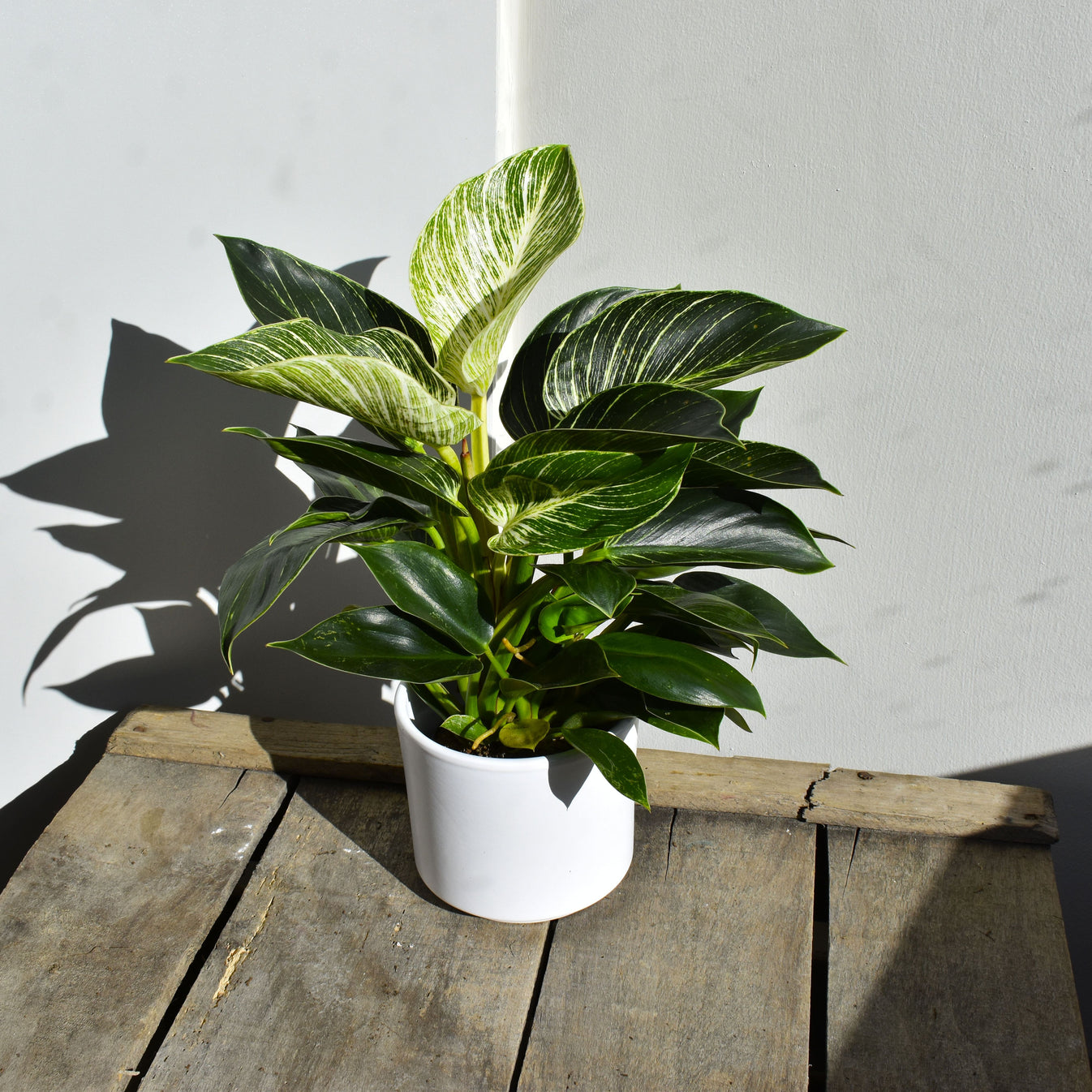 Buy Philodendron Birkin | The Plantrekkers | Leuven – De Plantrekkers