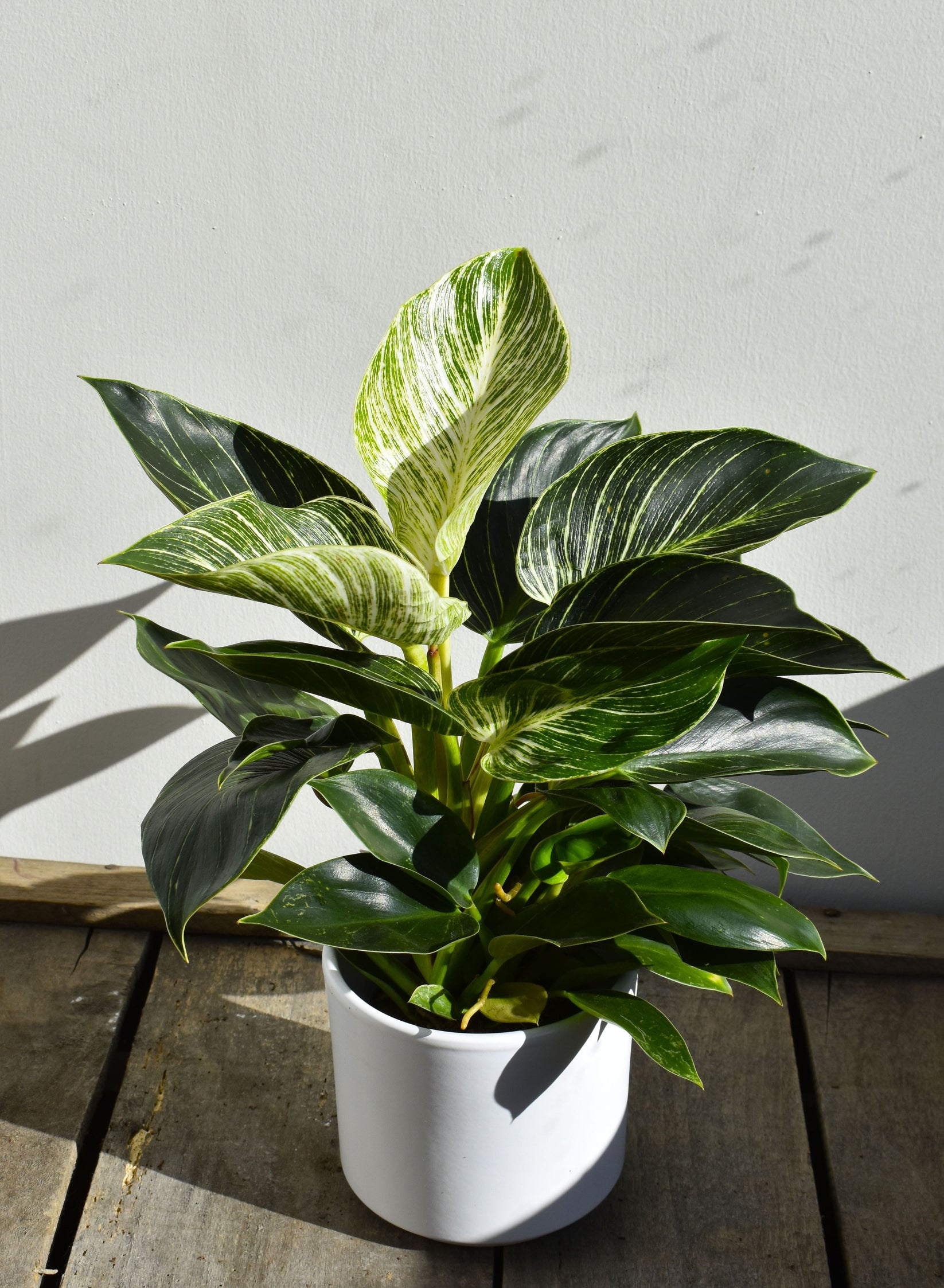 Philodendron Birkin White Wave kopen | De Plantrekkers – De Plantrekkers